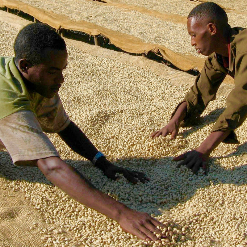 SCA CSP INTRODUCTION TO COFFEE